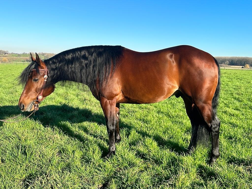 Blood Bay Quarter Horse